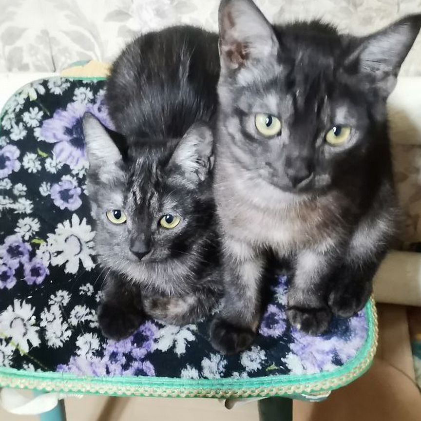 Отдам двух кошек