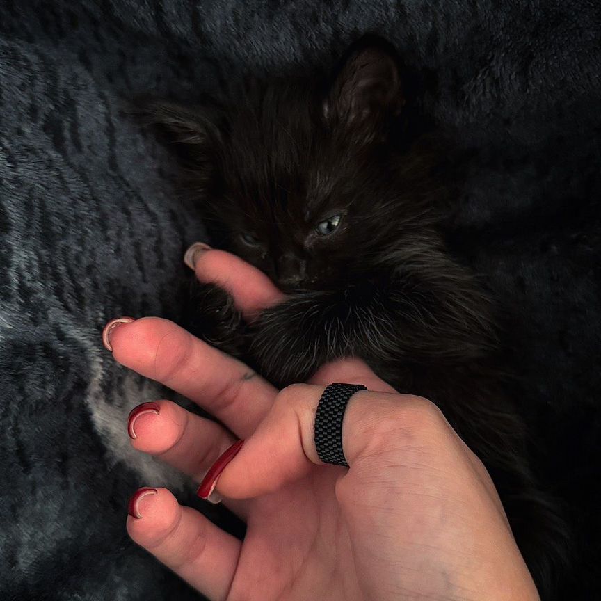 Котенок