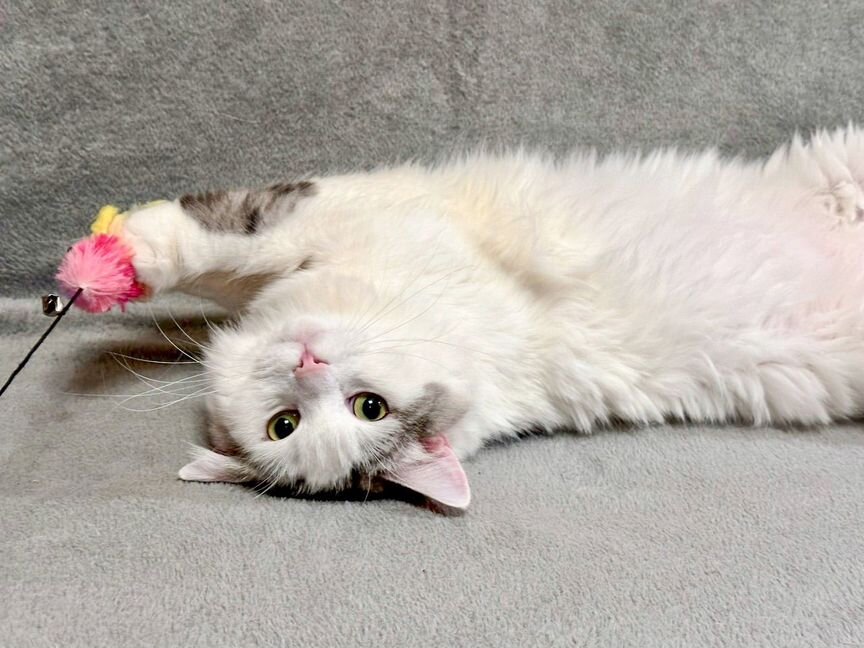 Котик Ромео в добрые руки
