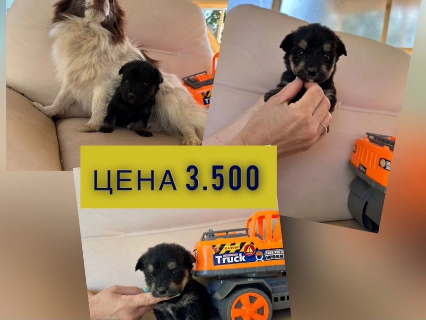 Щеночек от шпица