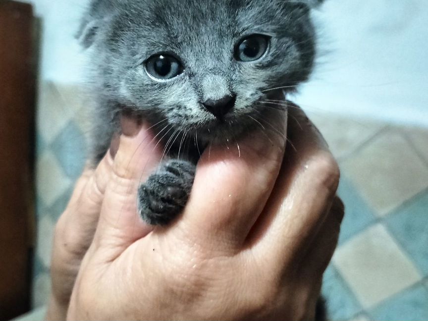 Отдам котят в хорошие добрые люди за символическую