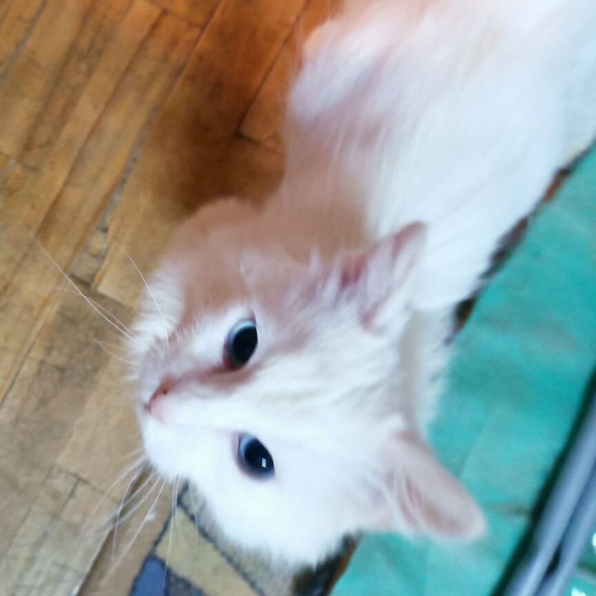 Пристройство котят и кошек