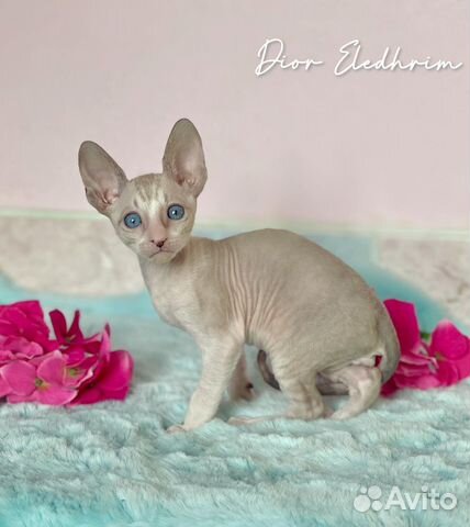 Голубоглазый красавчик Dior