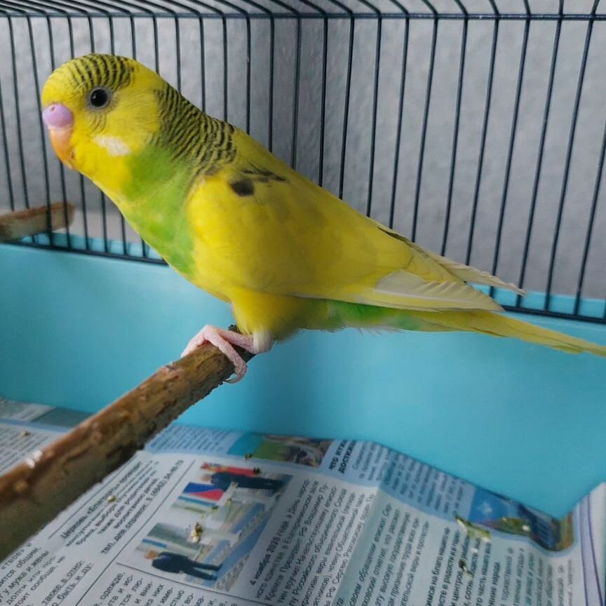 Волнистый попугай