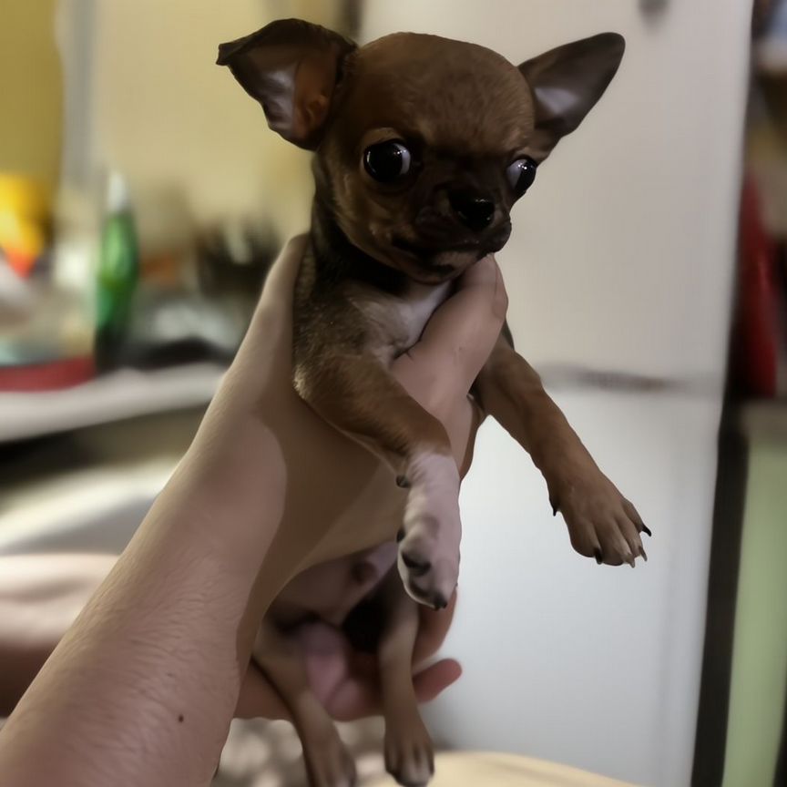 Чихуахуа, щенок