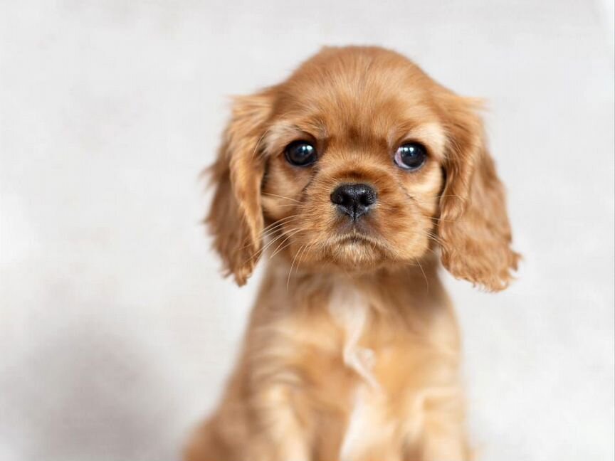 Щенок мальчик Кавалер Кинг Чарльз Спаниель