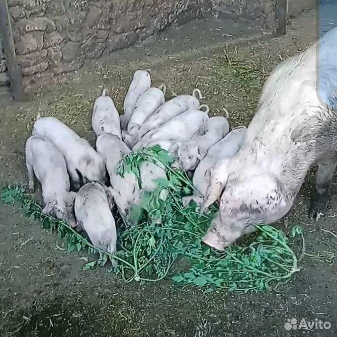 Продаю поросят