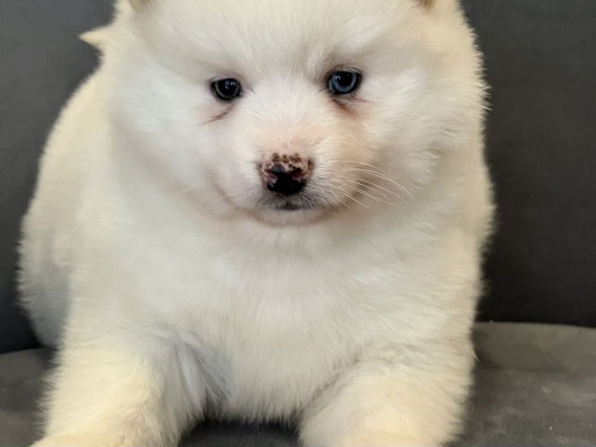 Мальчик помски ф2