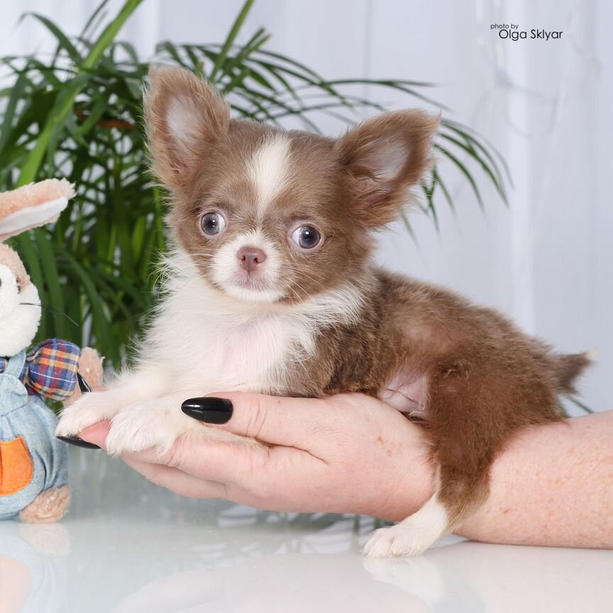Чихуахуа, щенок