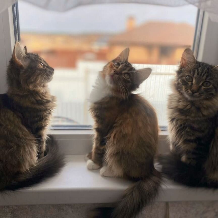 Котята в добрые руки бесплатно
