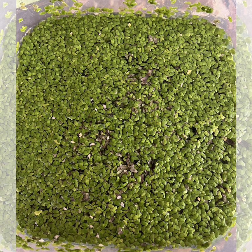 Аквариумная ряска