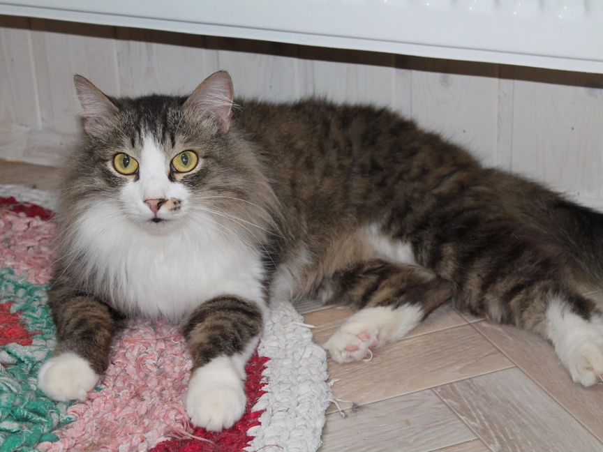 Спасённая кошка нуждается в доме
