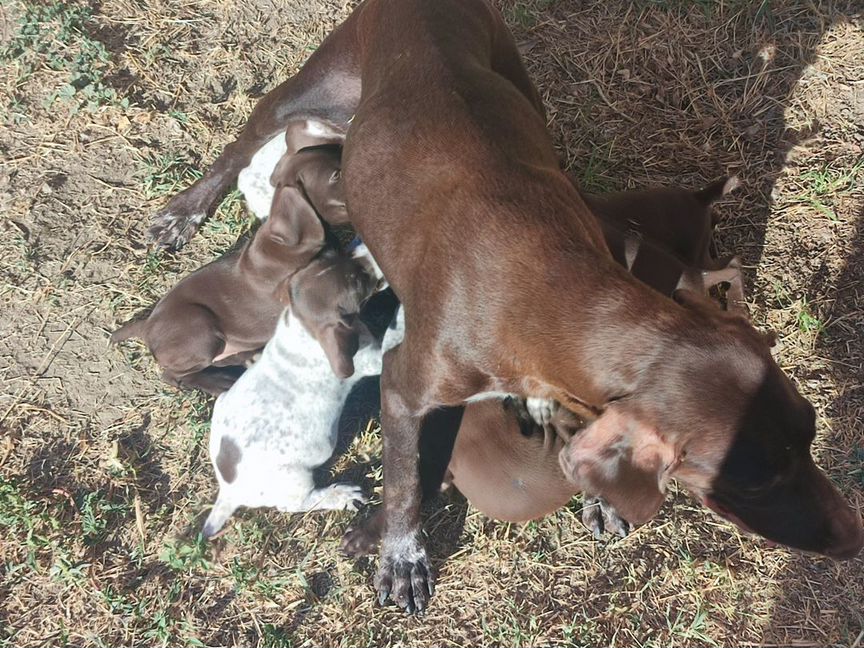 Щенки курцхаара