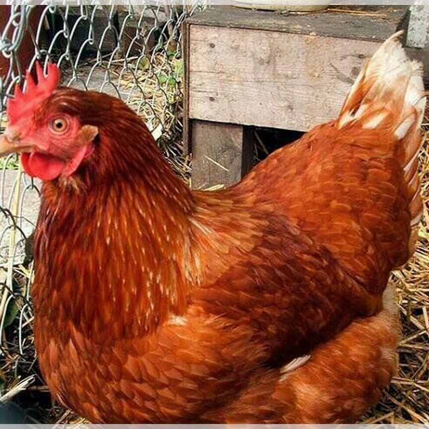 Куры молодки несушки