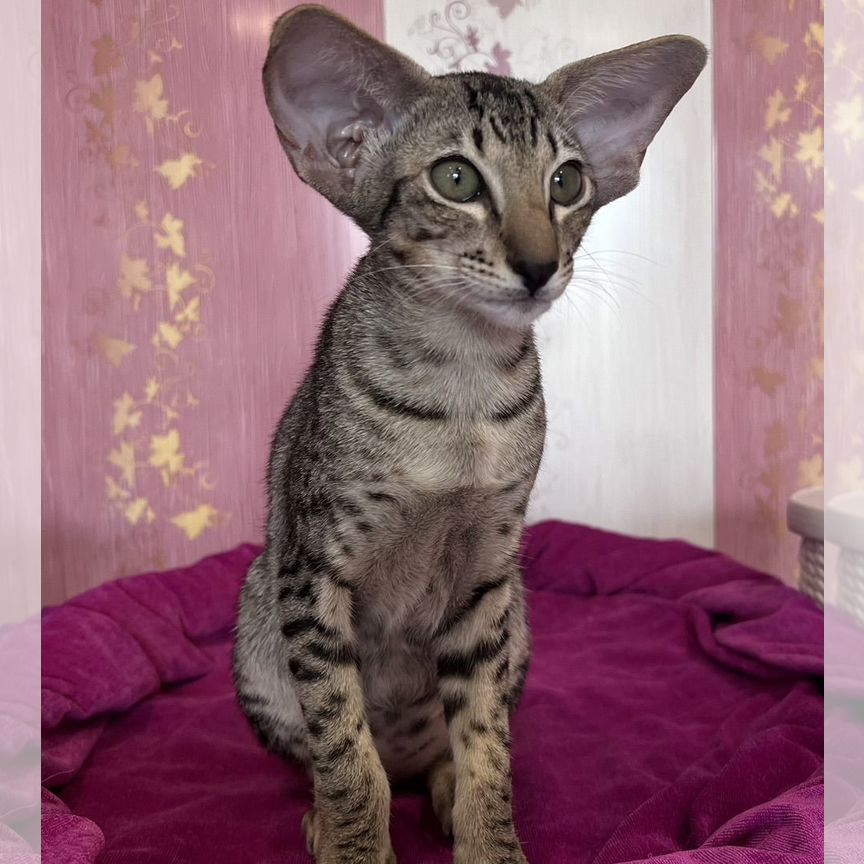 Ориентальный котенок