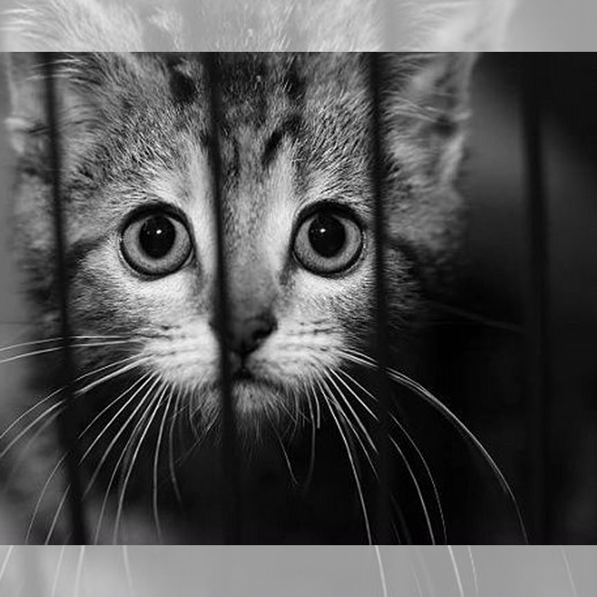 Взрослая, кошка в добрые руки