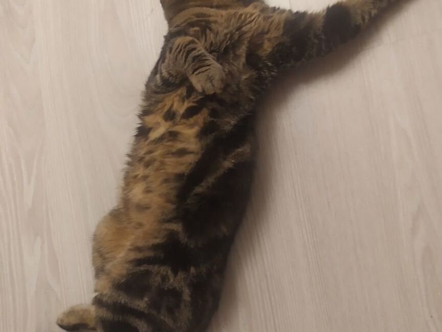 Честер, королевский шотландец