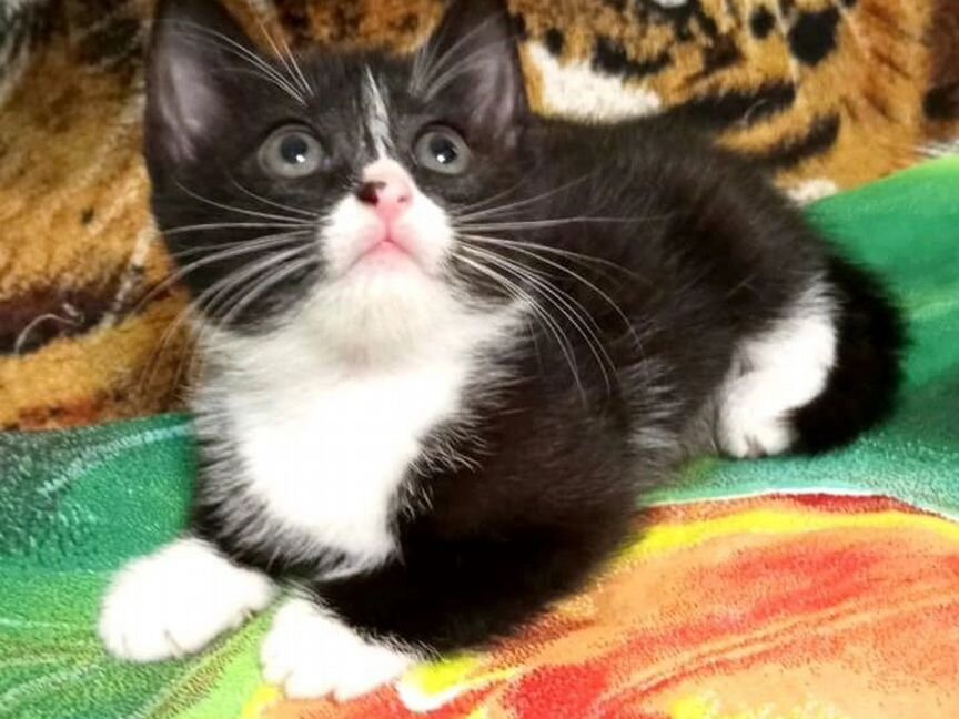 Котенок девочка