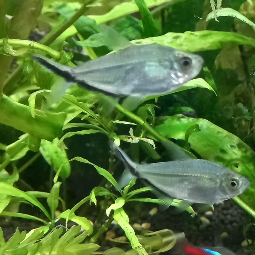 Тетра коста стая производители