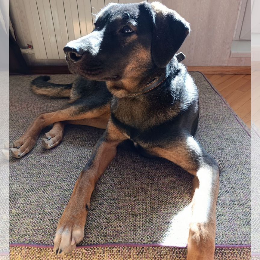 Щенок в добрые руки