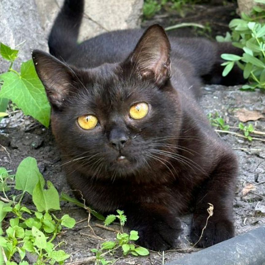 Кошка в дар бесплатно