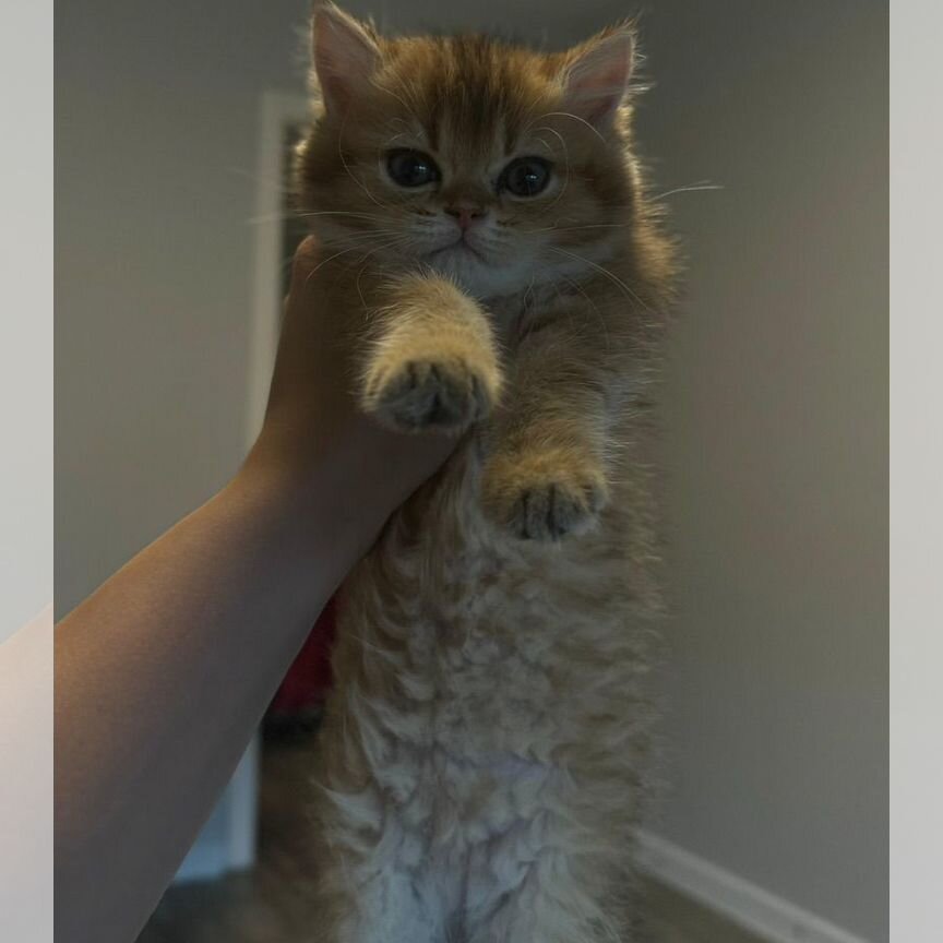 Британский короткошёрстный котёнок