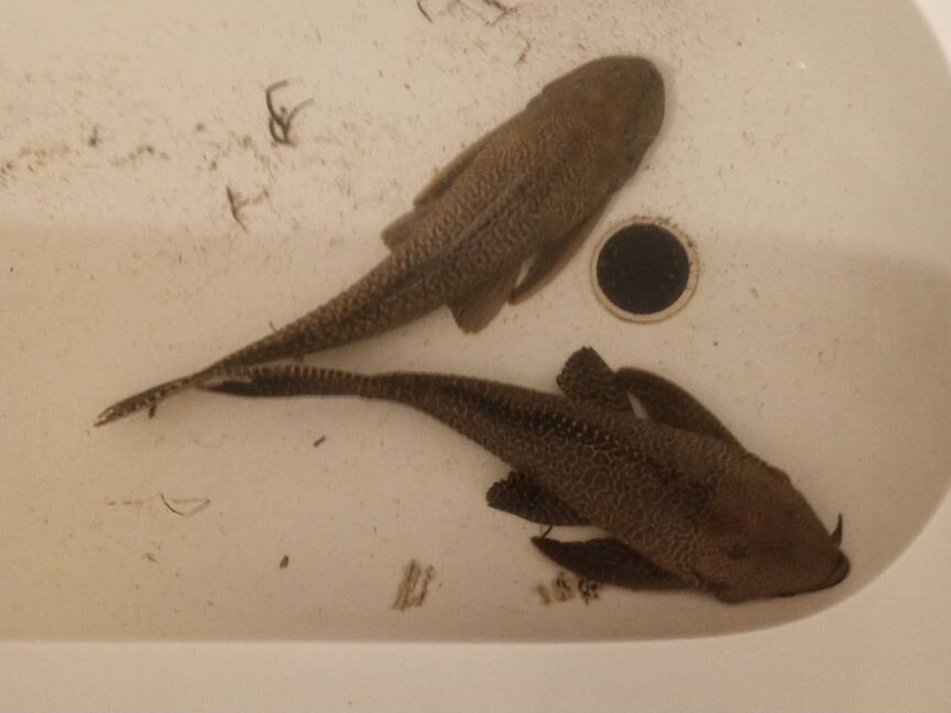 Парчевые сомы в аквариум