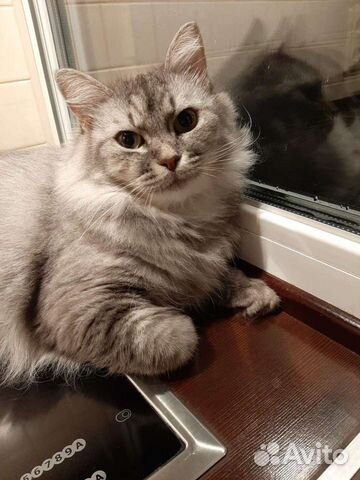 Роскошная кошка Марта 1,5 года в дар