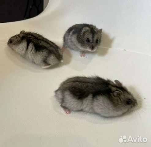 Джунгарские хомячки