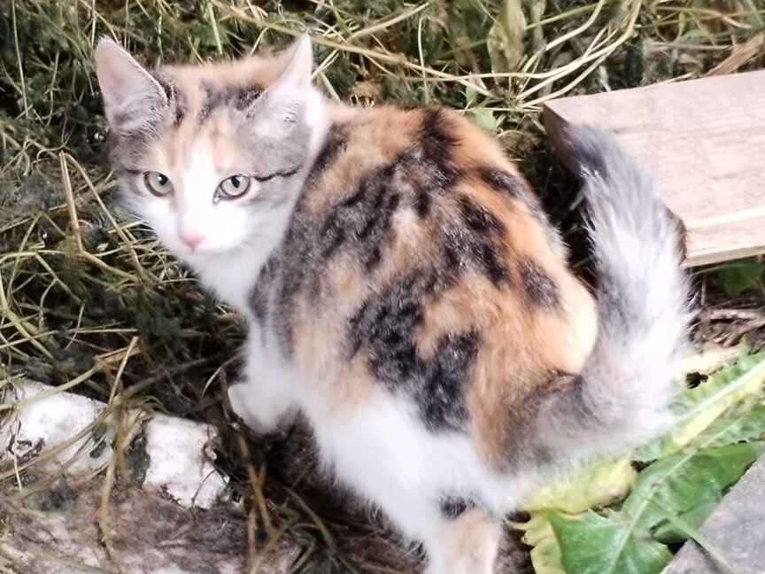 Котятки ищут дом