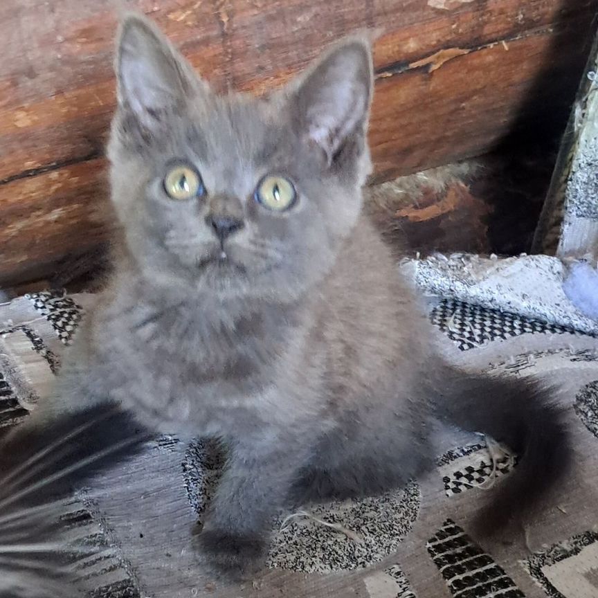 Шотландский вислоухий короткошёрстный котёнок