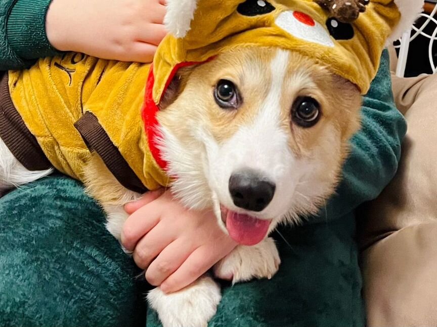 Новогодний костюм для собаки и кошки