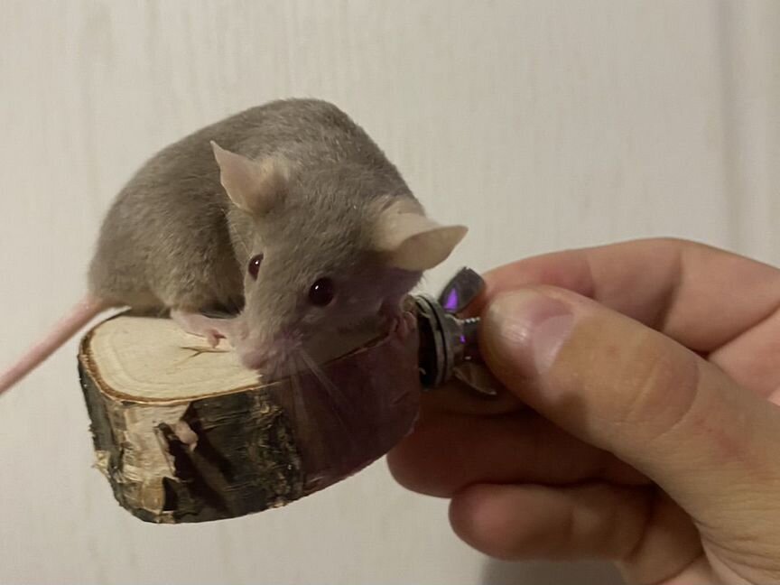 Съемные полочки для грызунов деревянные