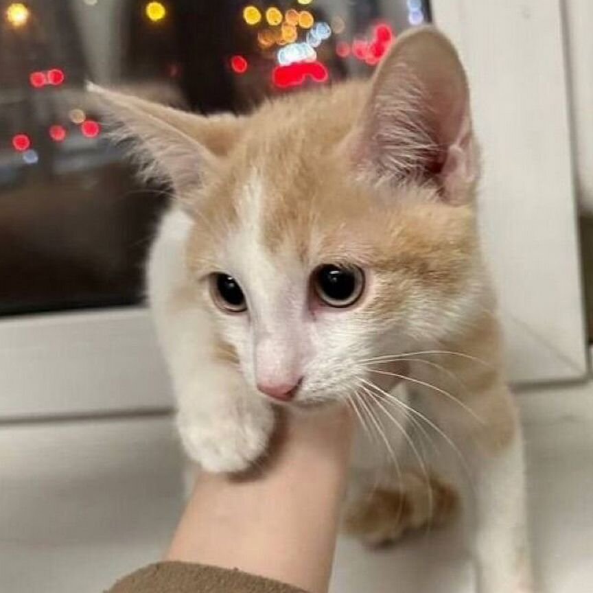 Котенок в добрые ручки, бесплатно