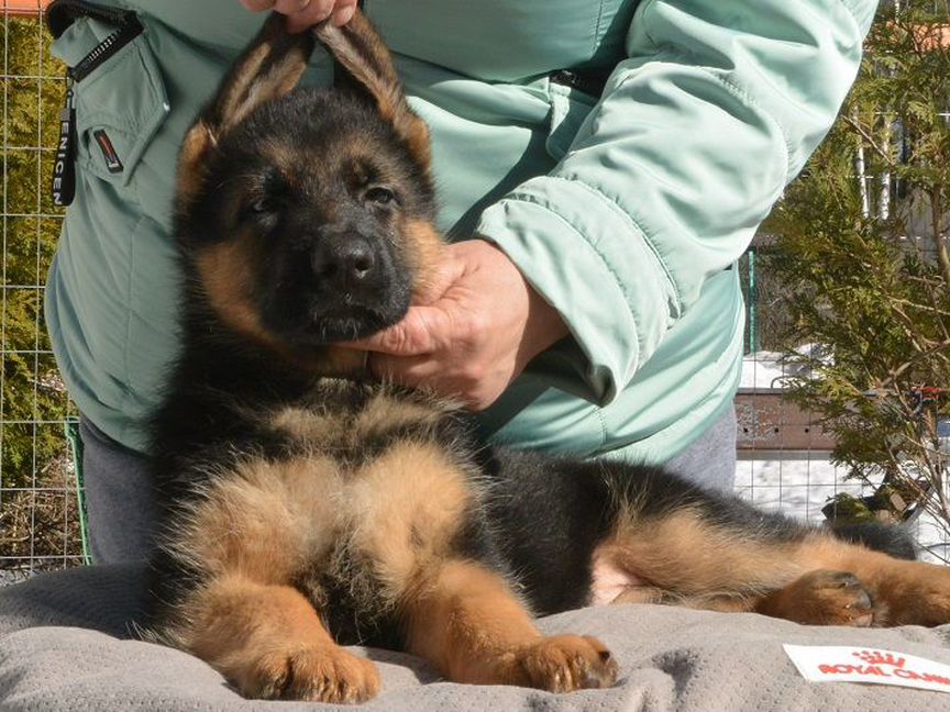 Щенок немецкой овчарки, сука 2.5 мес, питомник РКФ