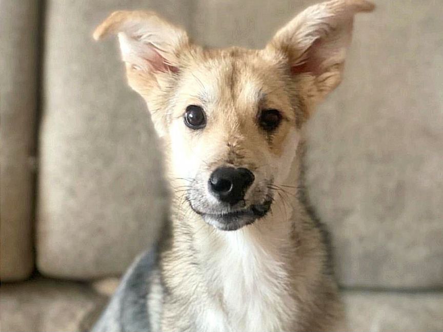 Спасите жизнь молодой собачке