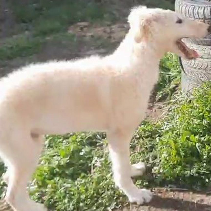 Русская псовая борзая, щенок