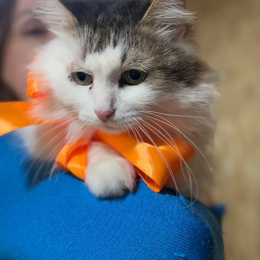 Кошка в добрые руки