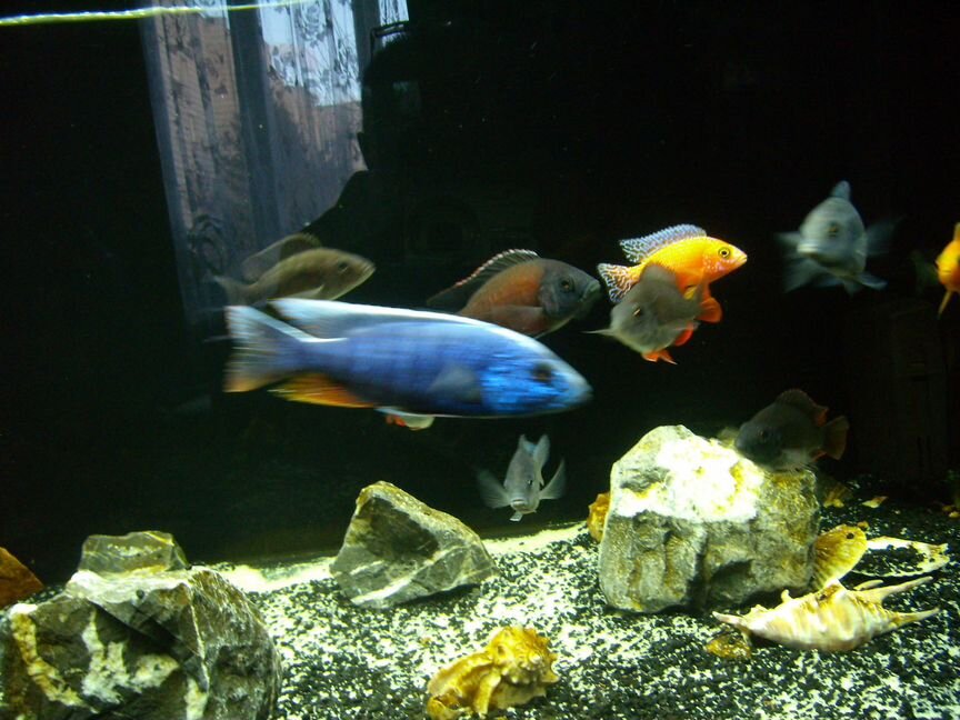 Аквариумистика