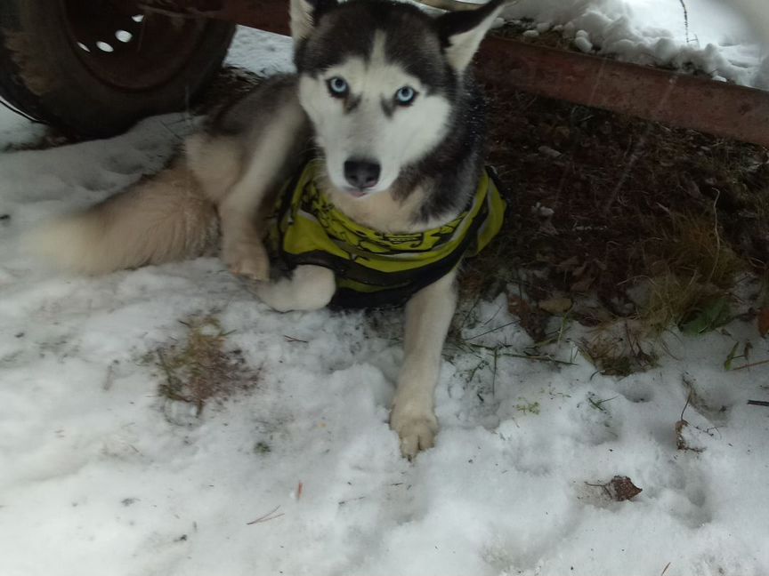 Приблудилась хаски,ищем хозяев
