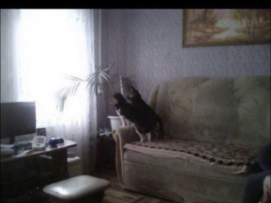 Щенки смесь