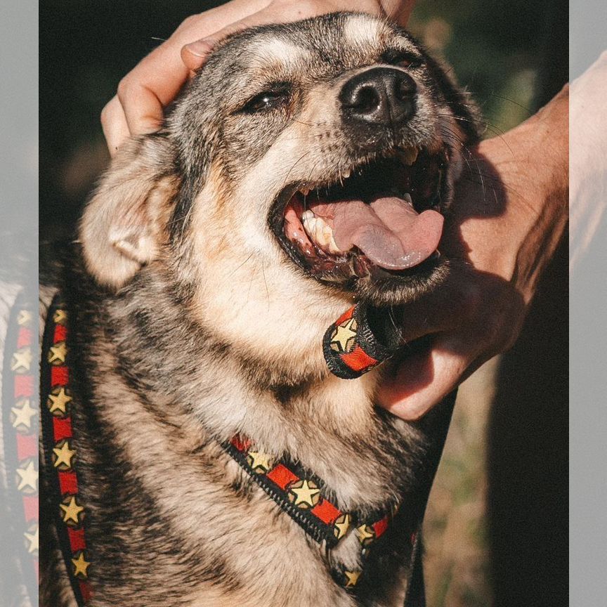 Взрослая собака в добрые руки