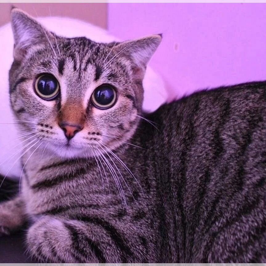 Кошка Каталина и кот Люмос ищут хозяев. Отдадим