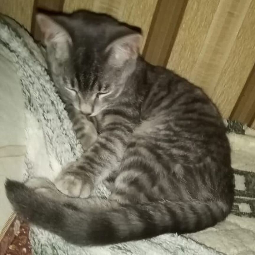 Котёнок в добрые руки