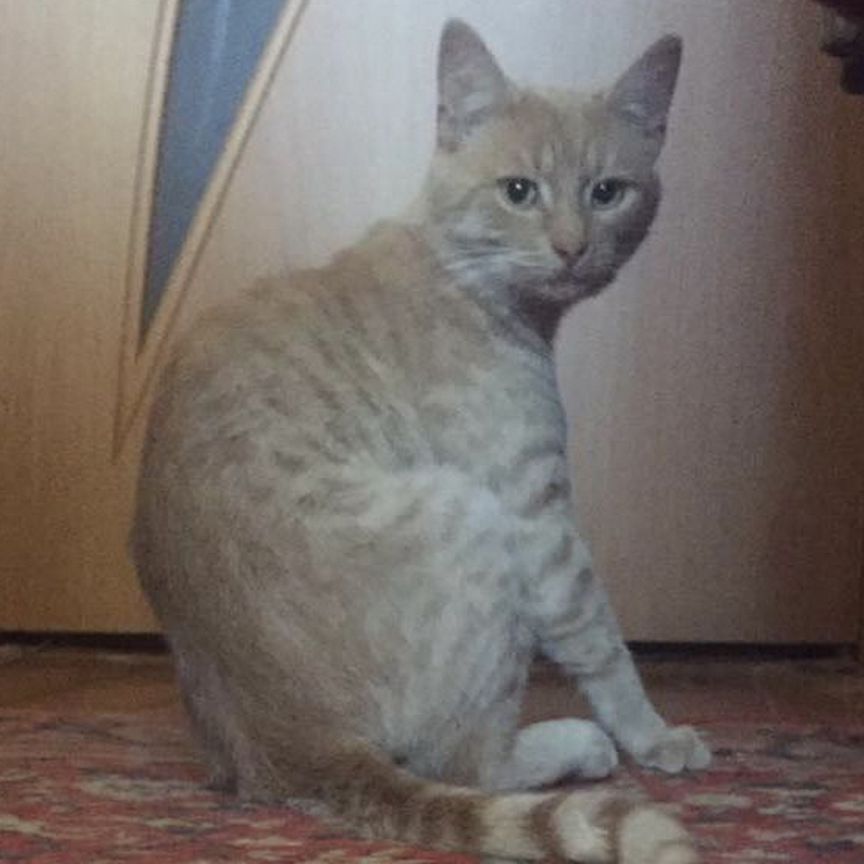 Кот