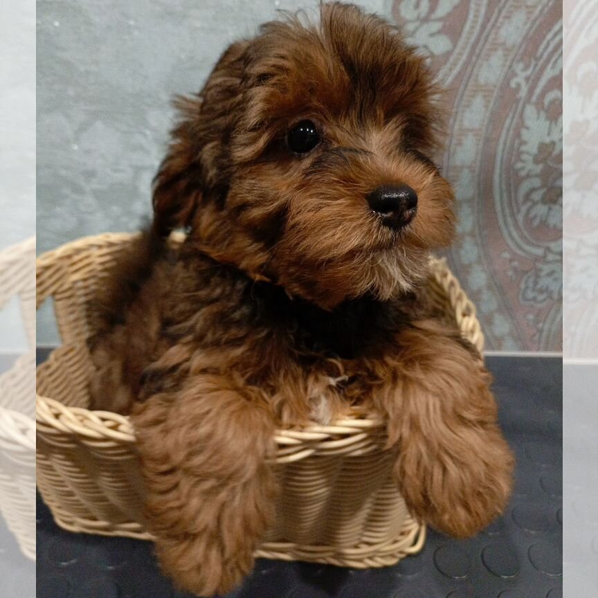 Мальтипу, щенок