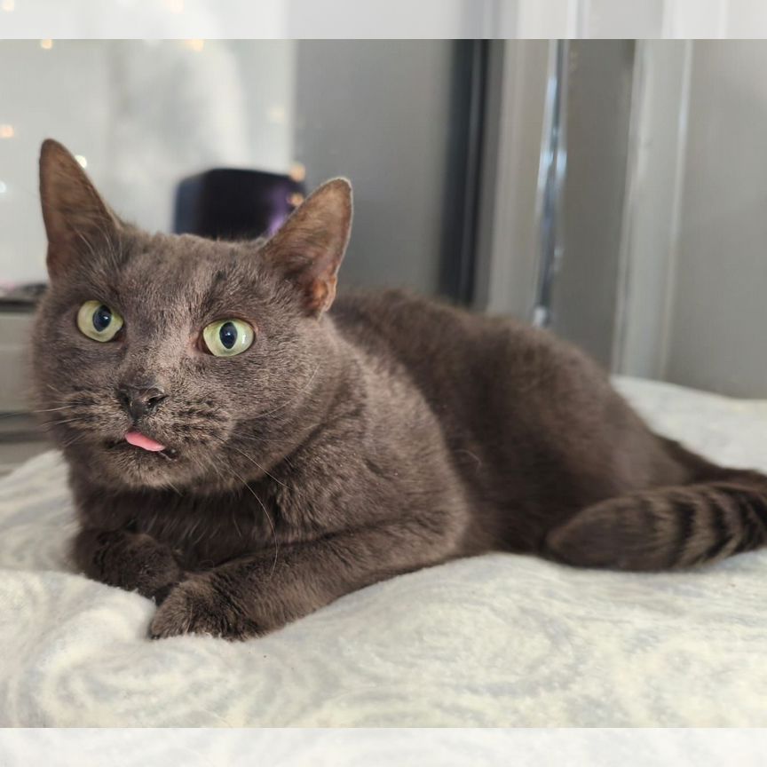 Взрослая кошка в добрые руки