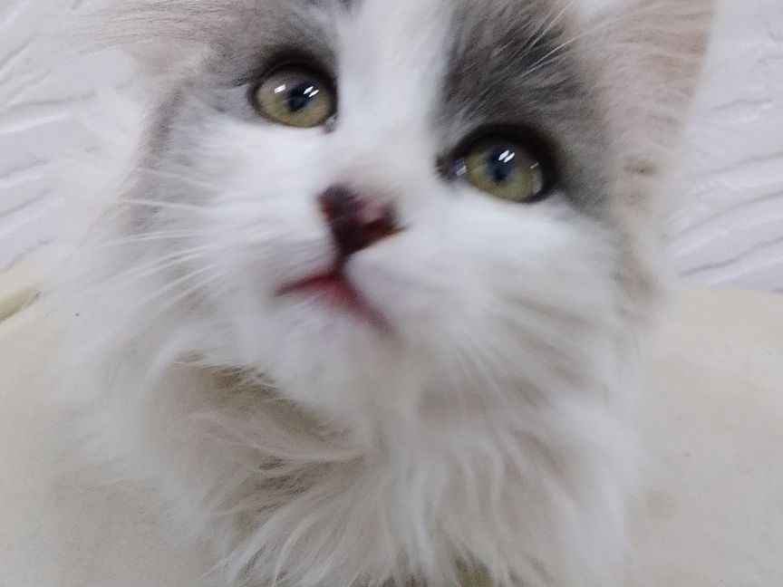 Маленькая кошечка