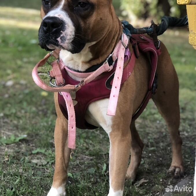 Американский стаффордширский терьер вязка