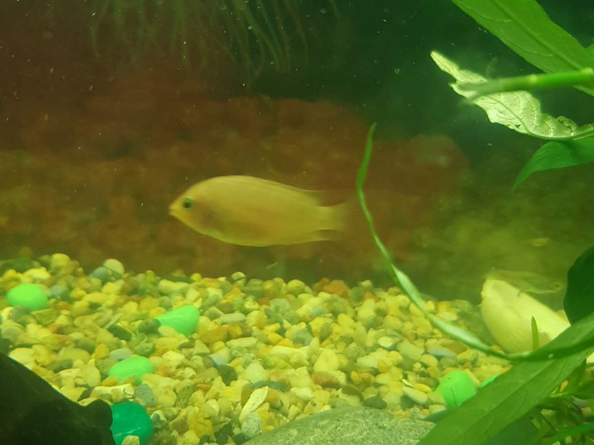 Рыбы цихлиды